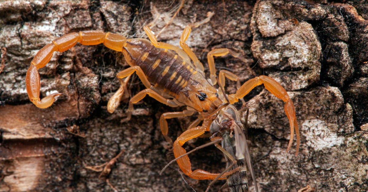 29 American States to Avoid if You Have a Fear of Scorpions
