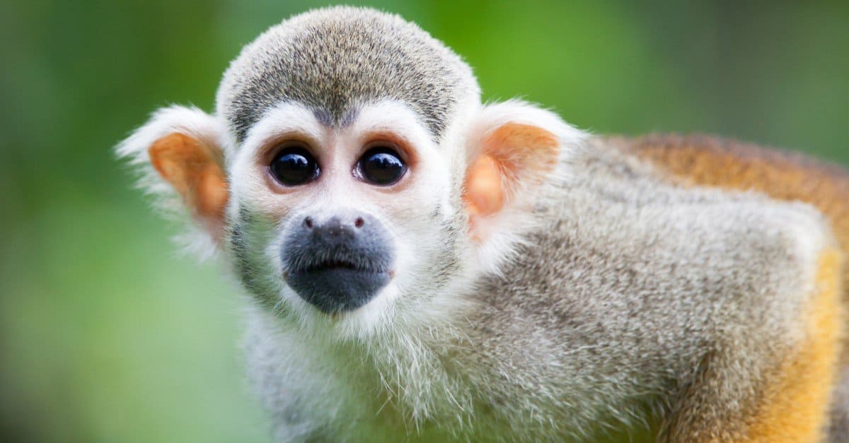 These Monkey Breeds Make Great Pets