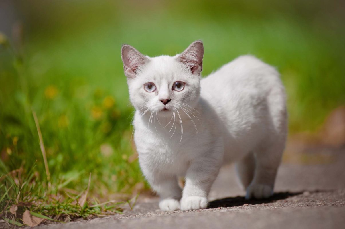 These Small Cat Breeds Prove Big Personalities Come in Tiny Packages