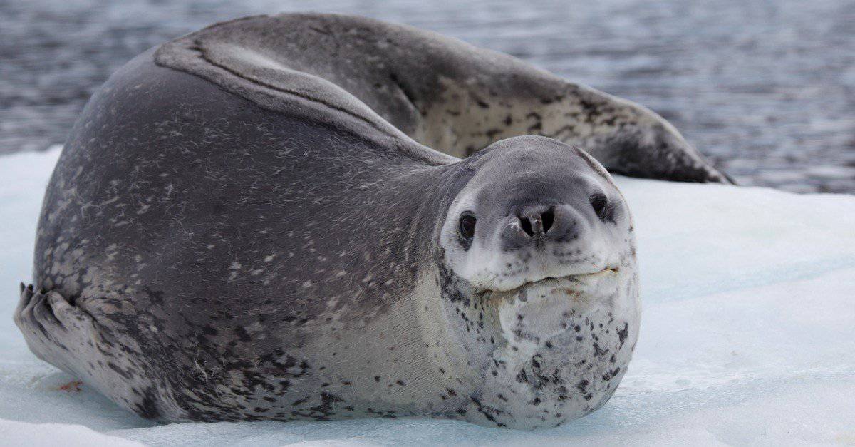 As North American Seal Populations Rebound, We’re Celebrating 10 ...