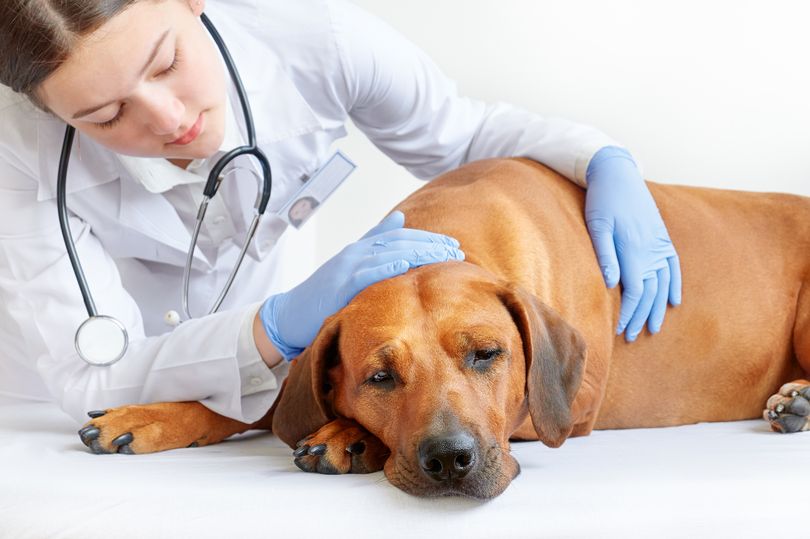 Vet warns pet owners of human illness dogs can suffer from - symptoms ...