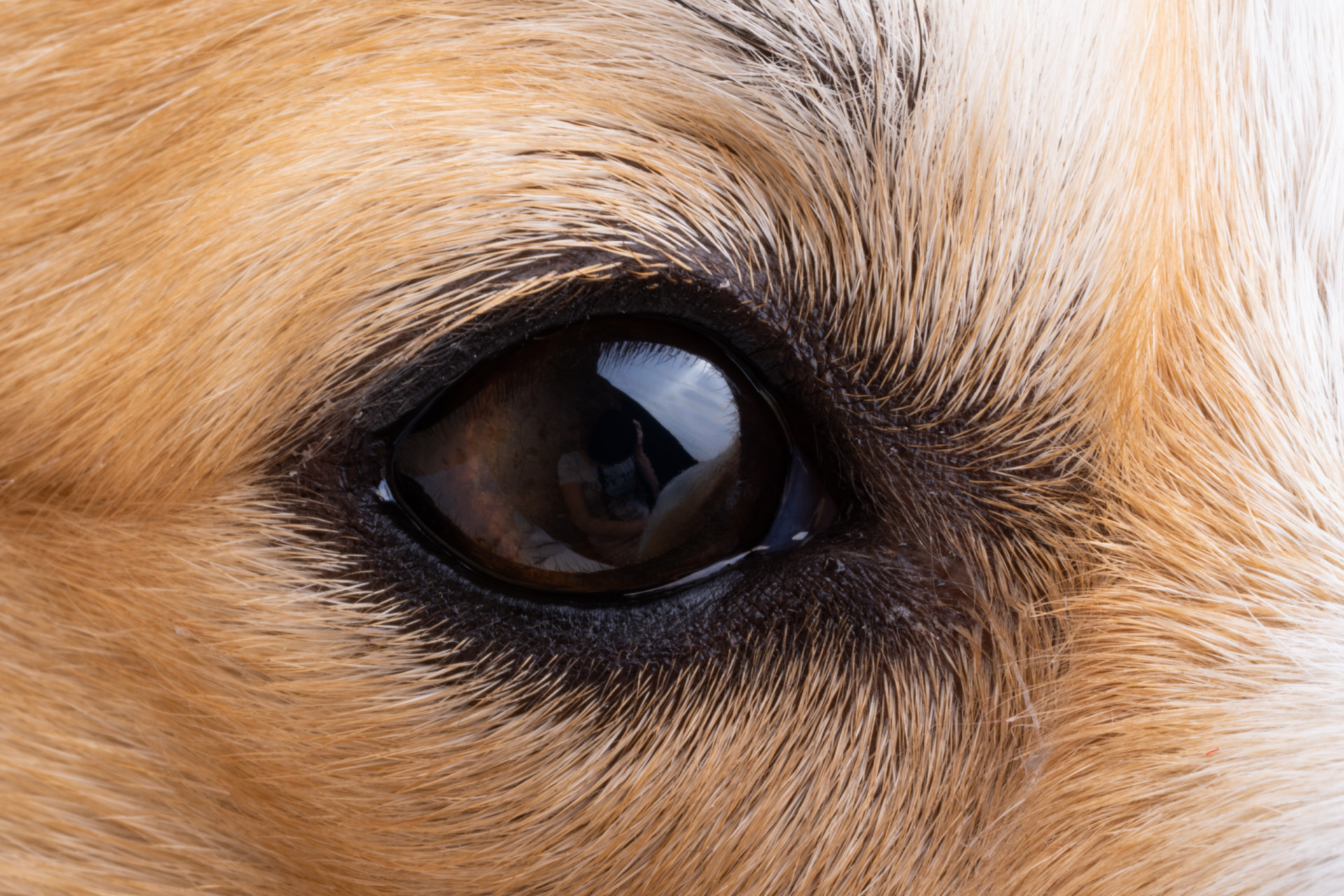 Fascinating dog facts that will change the way you look at your pup