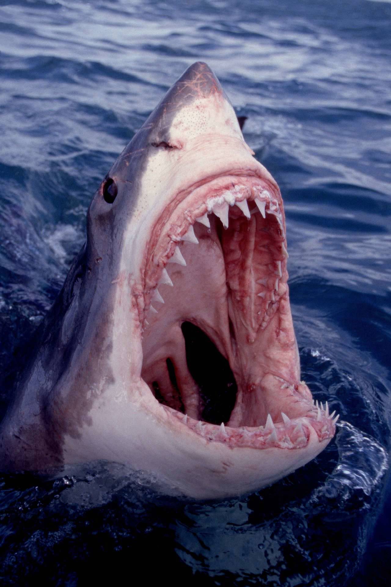 Uma curiosidade mordaz