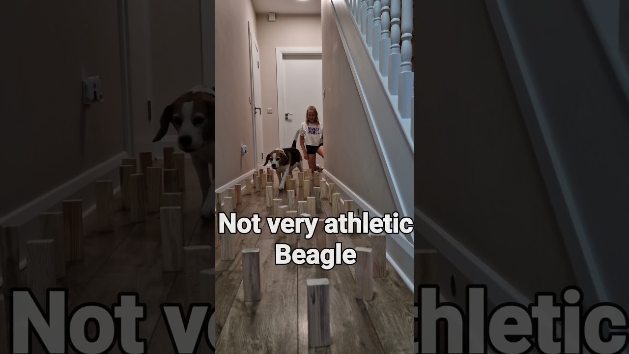 Different beagles tackle obstacle courses with hilarious results