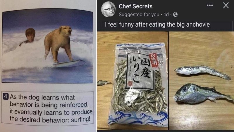 15 'Dumb Funny' Images That Are Still Hilarious