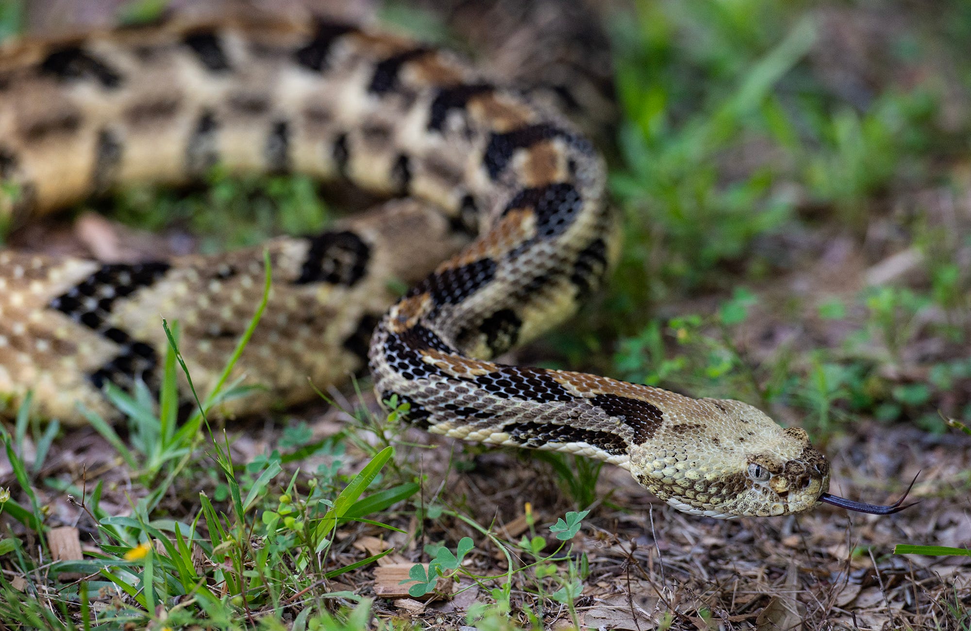 There are 2 venomous snakes in Mass. How to spot them, what to do if ...