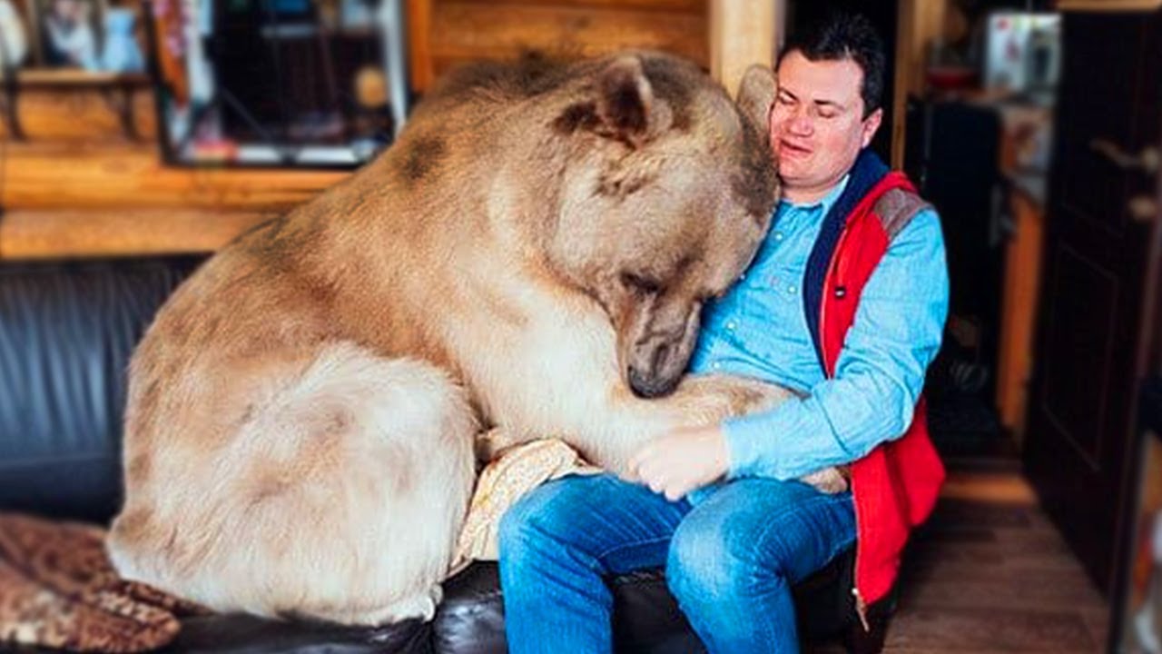 Lawyered-up dogs? Comedy at its best