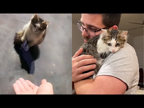 Homeless cat falls for the man who gave him a home