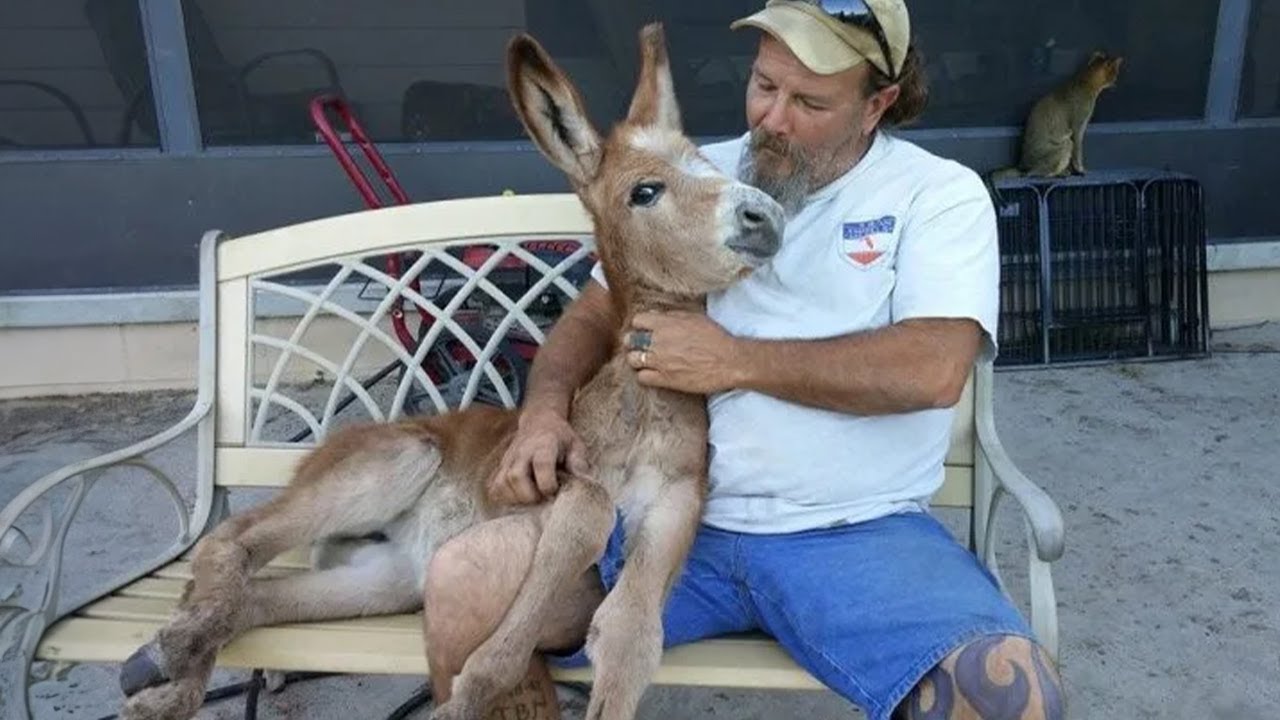 Animals showing the true meaning of love in funny, sweet moments