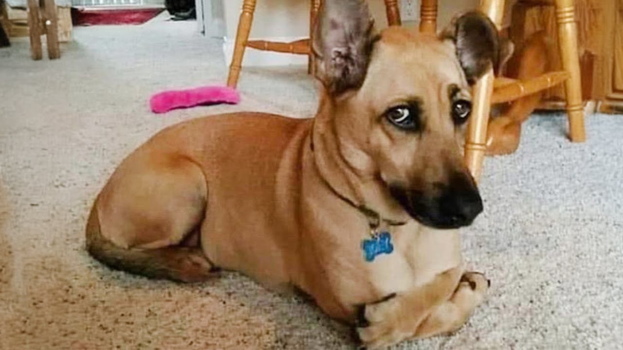 Life With an Unusual Dog Is Full of Surprises
