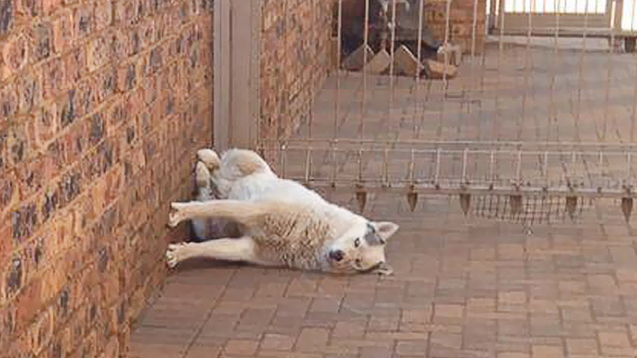 When dogs just can't control their silly behavior