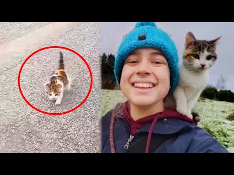Suzy, the tiniest kitten, saved and protected by dogs