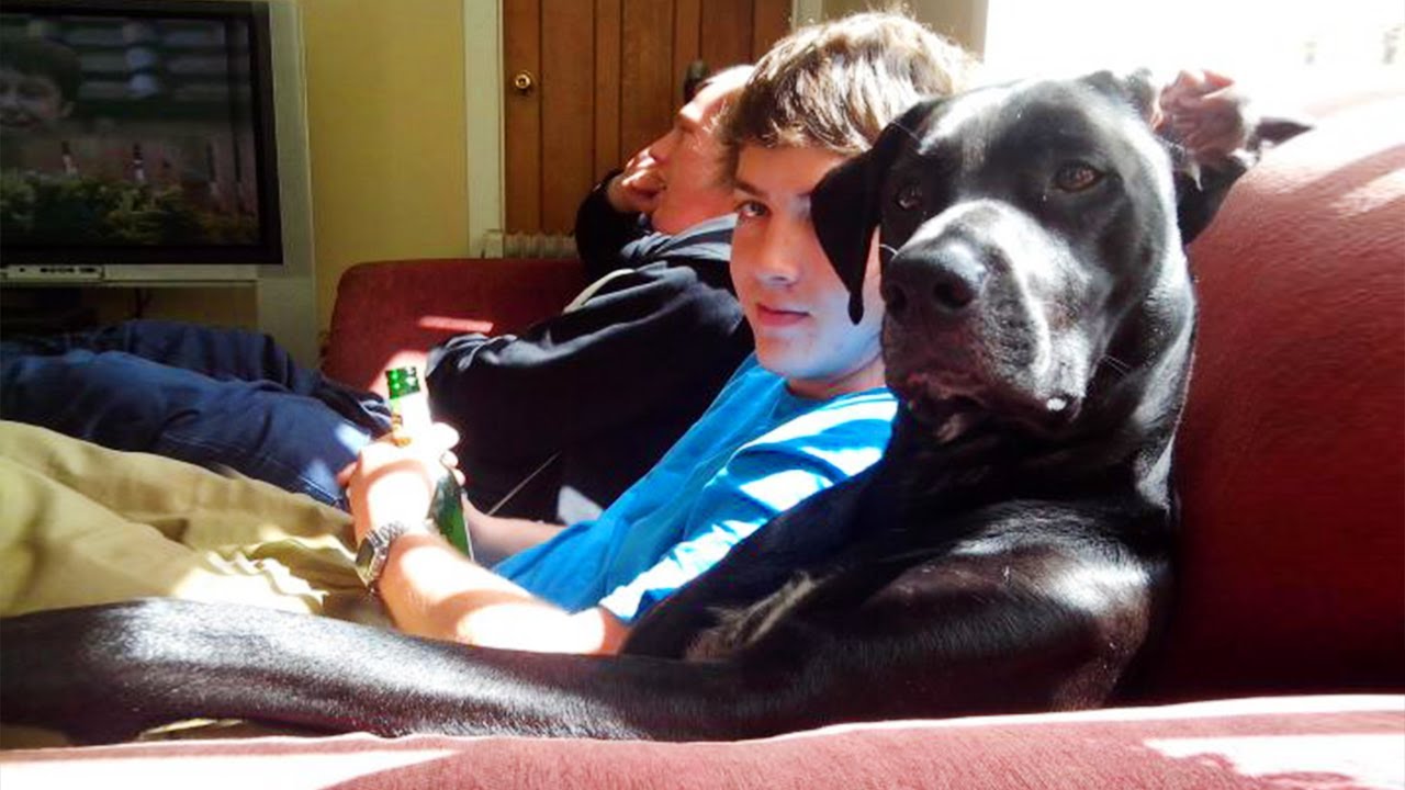 13 Funniest Dog-Human Moments to Lift Your Mood