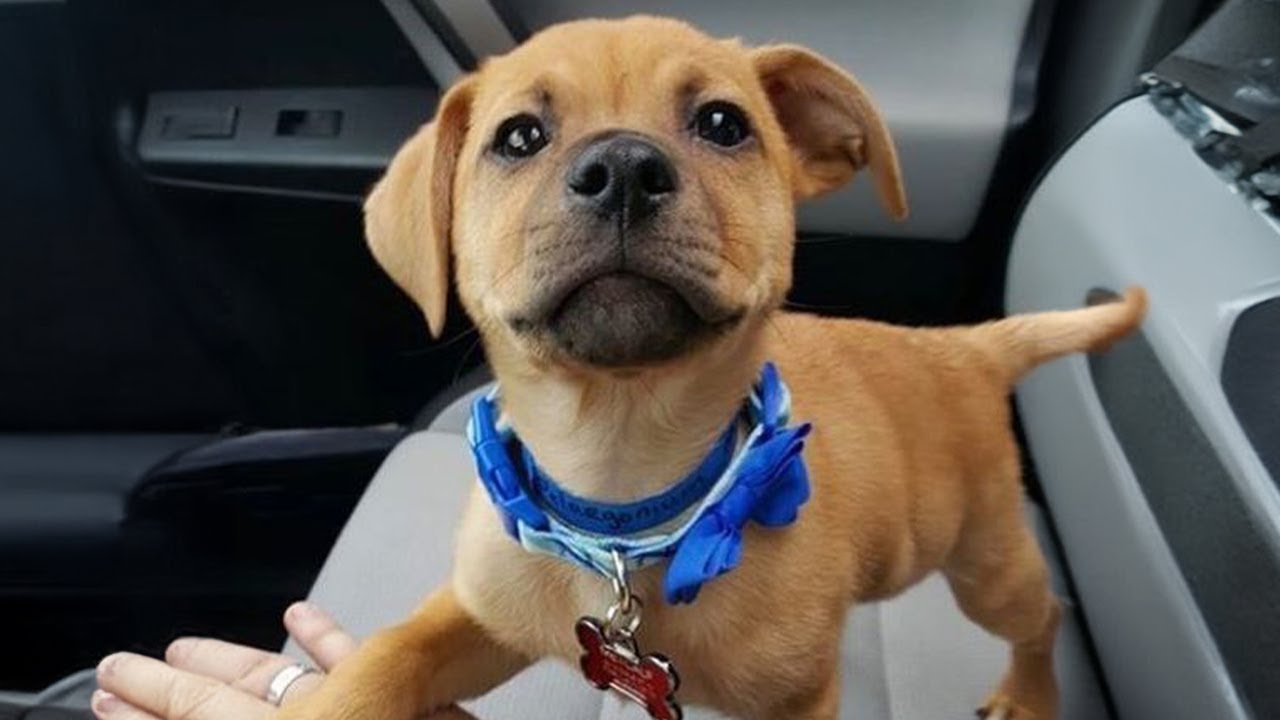 Dogs Are An Endless Source Of Happiness