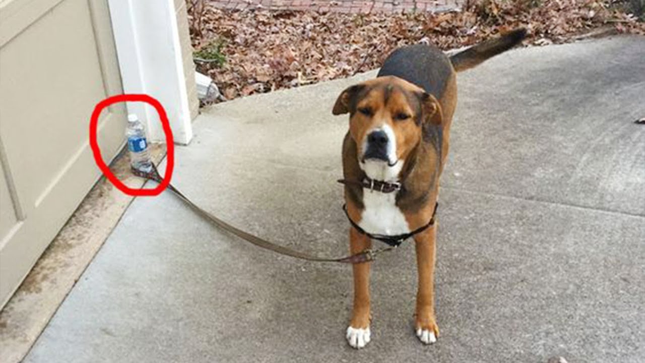 These funny dogs will make you laugh in seconds