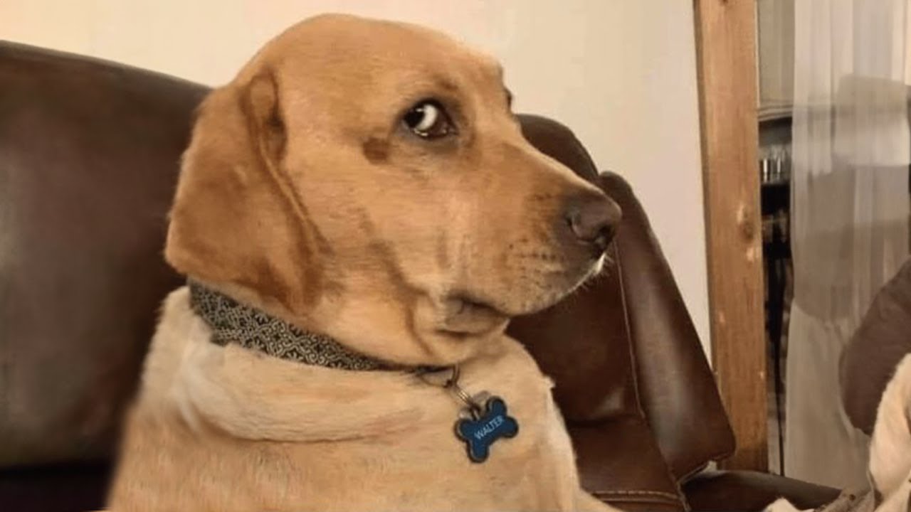 Dogs on a rampage with silly antics that brighten any day