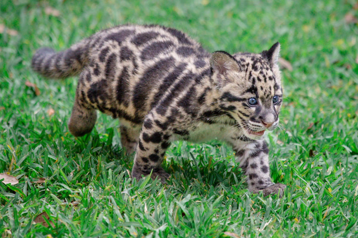 Rare Clouded Baby Leopard Cub Born at Nashville Zoo Stops People in ...