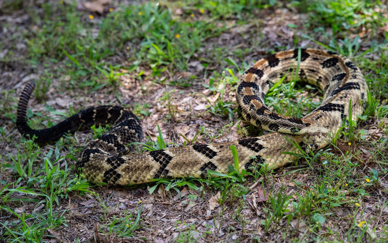 World Atlas: 7 places in Mississippi are rattlesnake-infested. Where ...