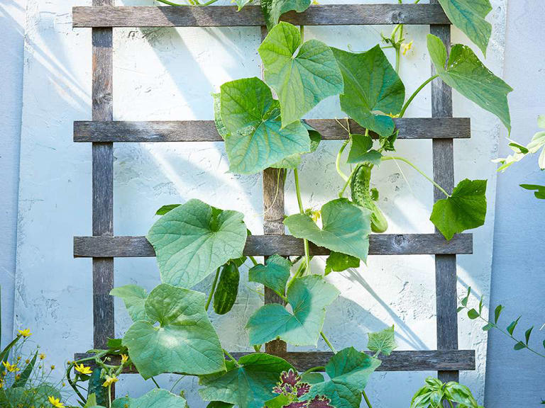 Do Cucumbers Need a Trellis? Tips for Growing Them Vertically