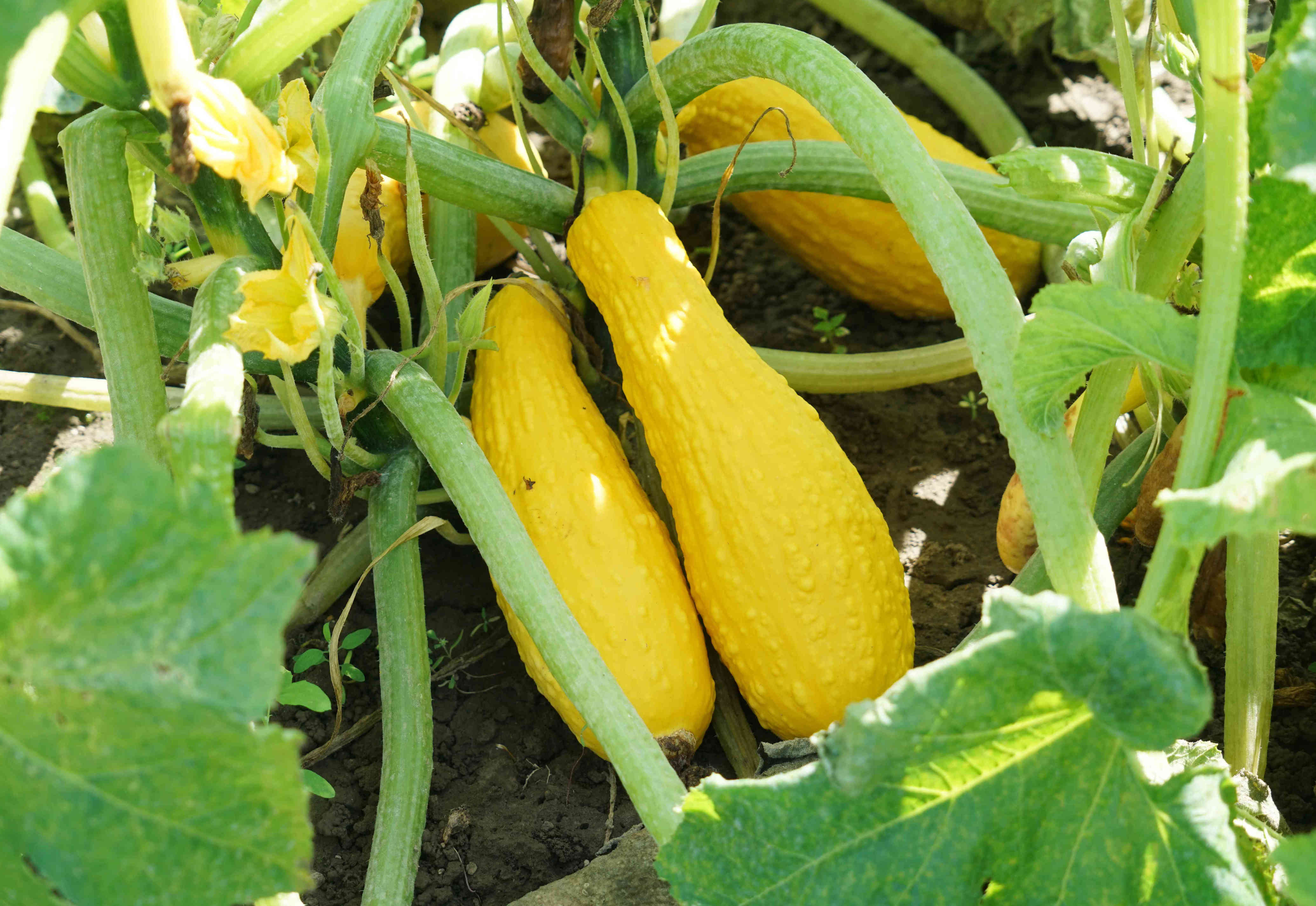 11 Best Companion Plants For Summer Squash