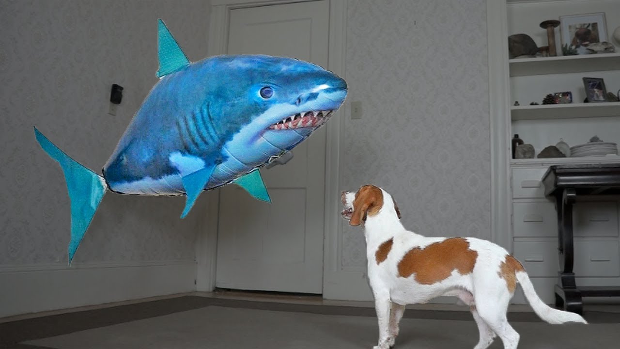 Dog protects his little brother from a shark