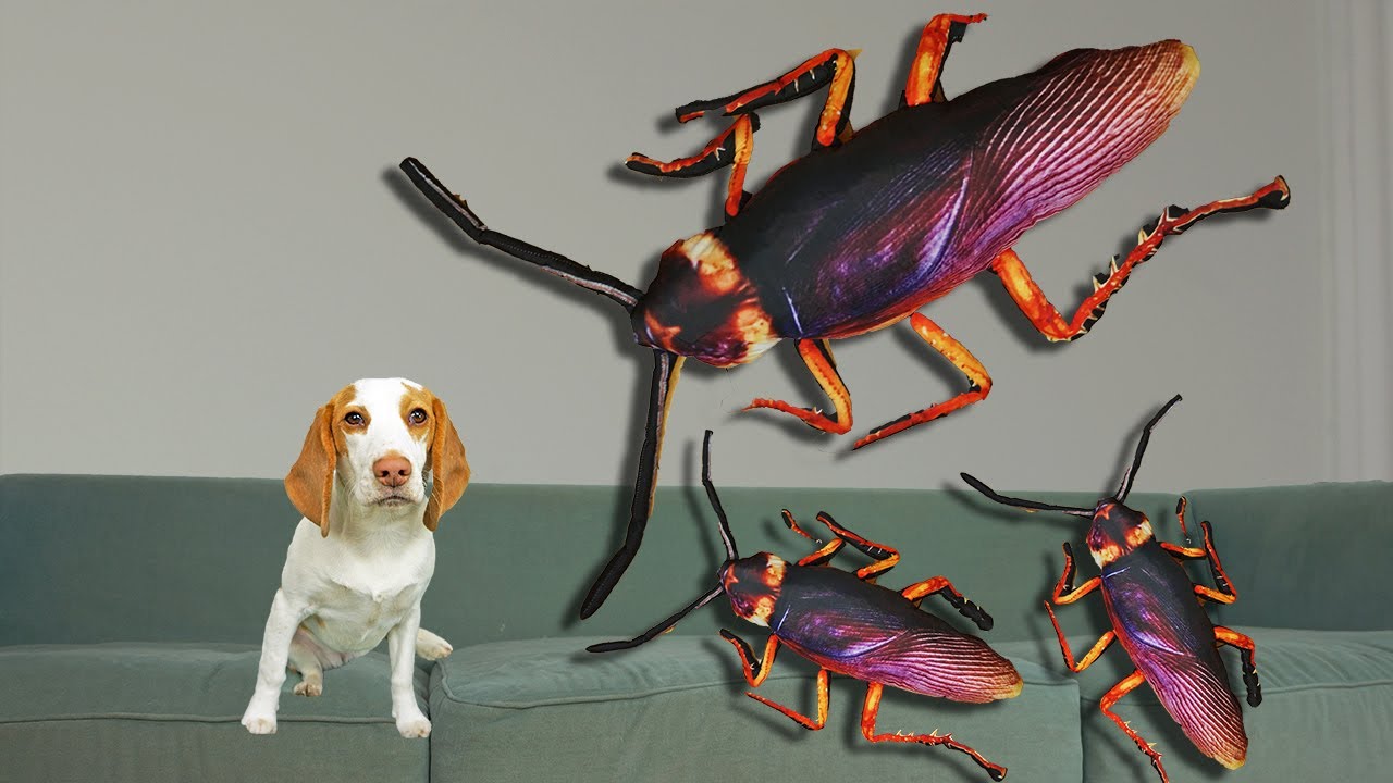 Small puppy takes on giant cockroach prank featuring the biggest bugs ever