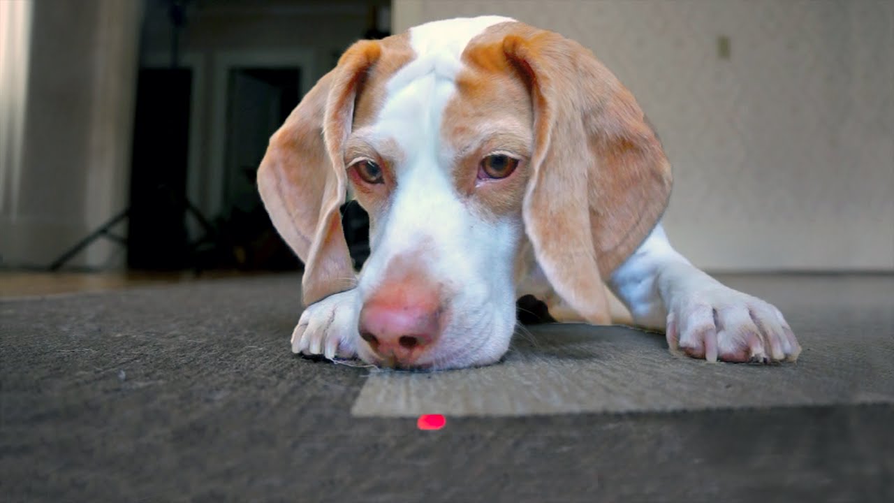 A laser chase leads a dog to an unexpected pile of treats