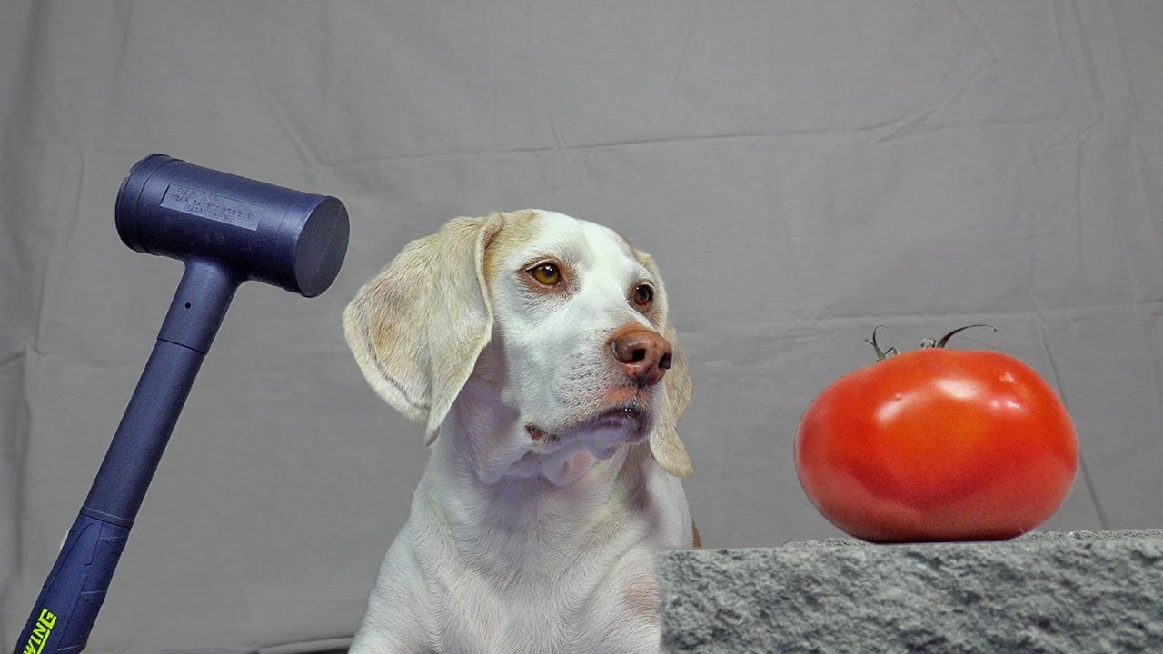 Dog smashes fruit in funny sledgehammer experiment