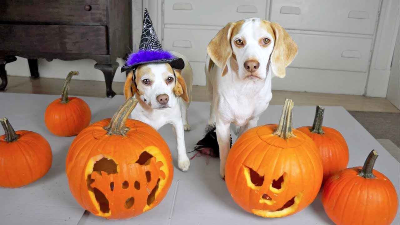 Dogs carve pumpkins for Halloween fun