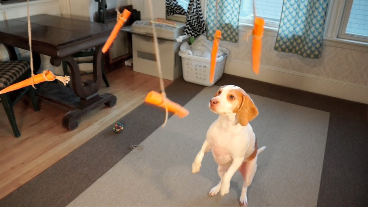 Dog battles flying carrots launched without warning suddenly