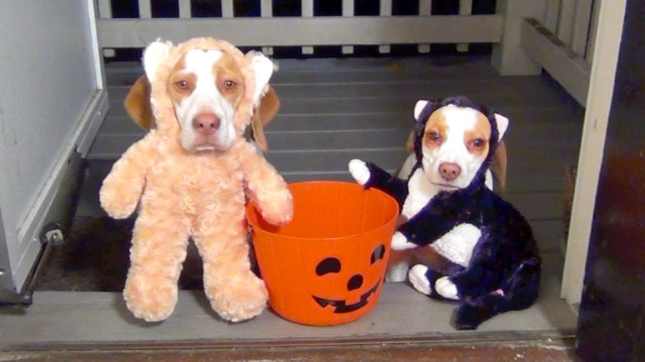 Dog and puppy go trick-or-treating in adorable costumes