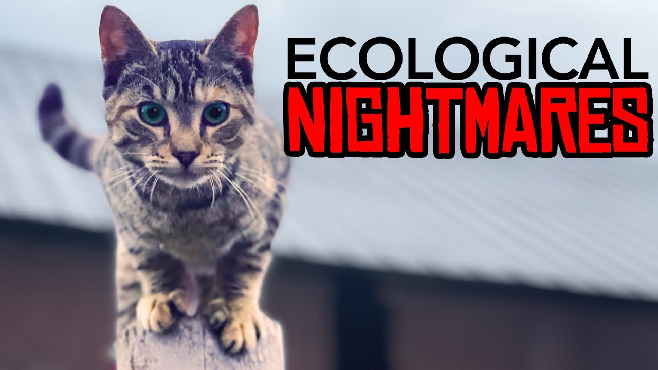 Exploring whether owning barn cats is truly ethical