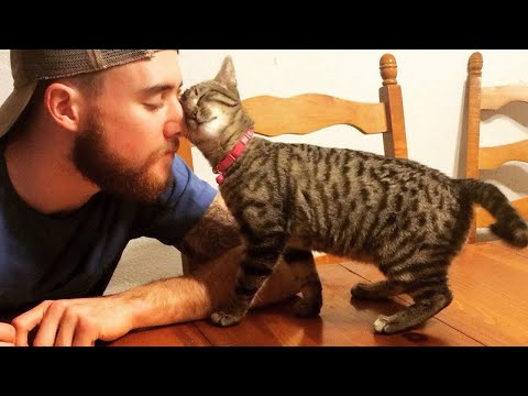 This cat and human share a one-of-a-kind bond