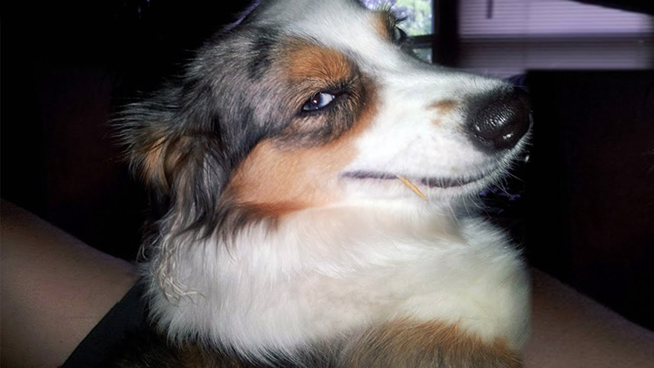 Dogs reacting to your arrival? Pure joy