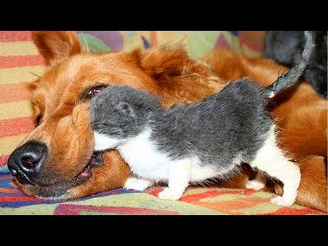 Dogs and cats doing funny antics that make you laugh