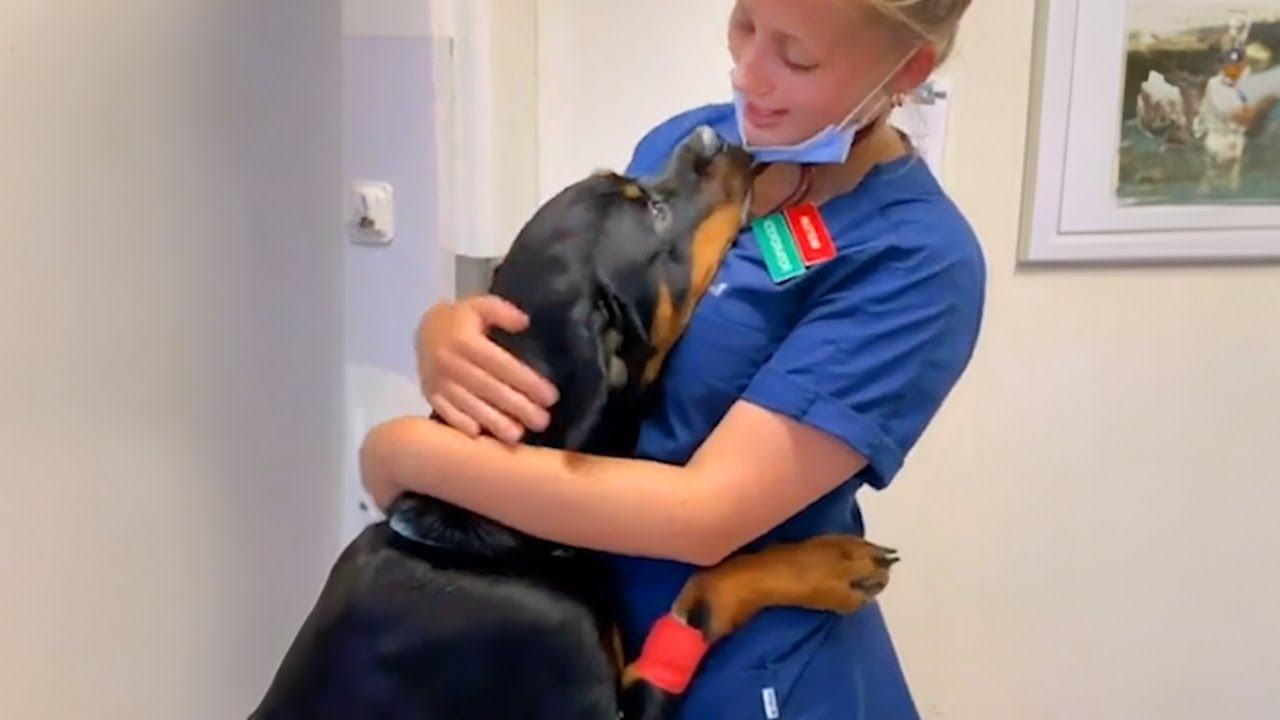 A big dog’s heartfelt thanks to the vet who saved him