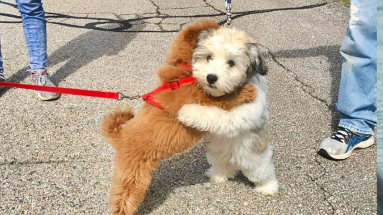 Dog Is the Family Extrovert and Owns the Spotlight