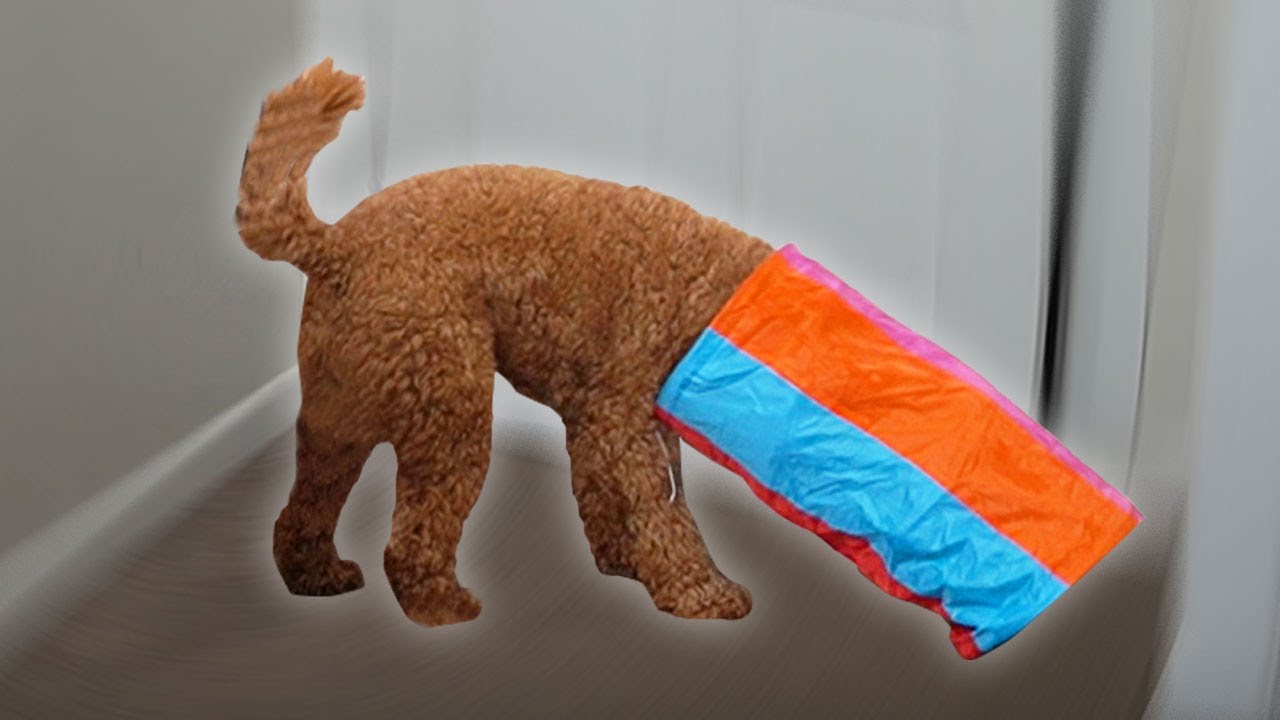 My Dog Reviews Cat Toys: Hilarious Pet Reactions