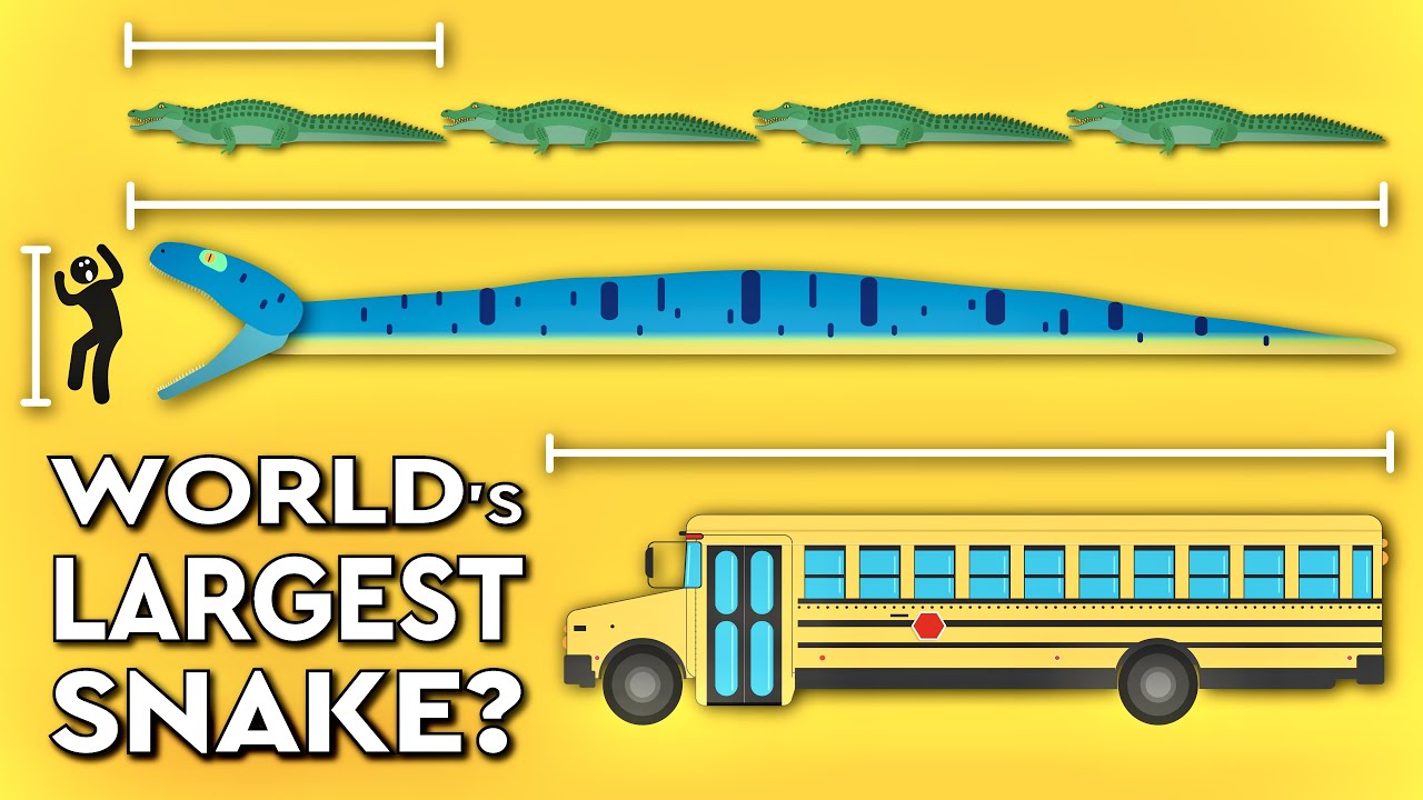 Discover the largest snake that ever existed on Earth