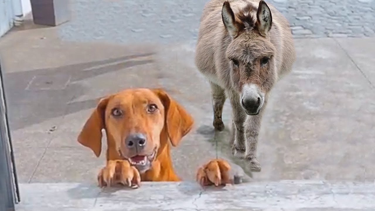This dog’s new friend will shock you