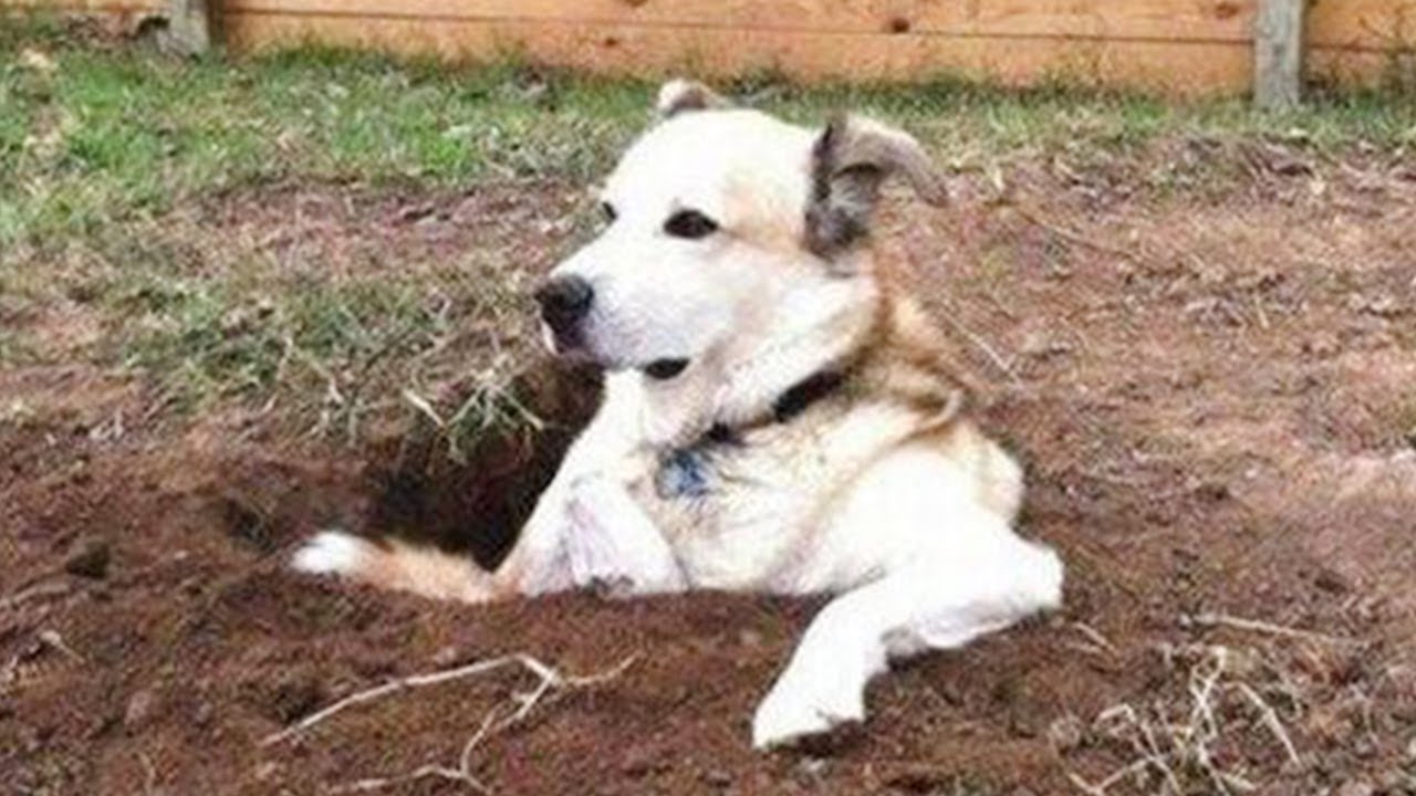 Dogs have this magical way of cheering you up