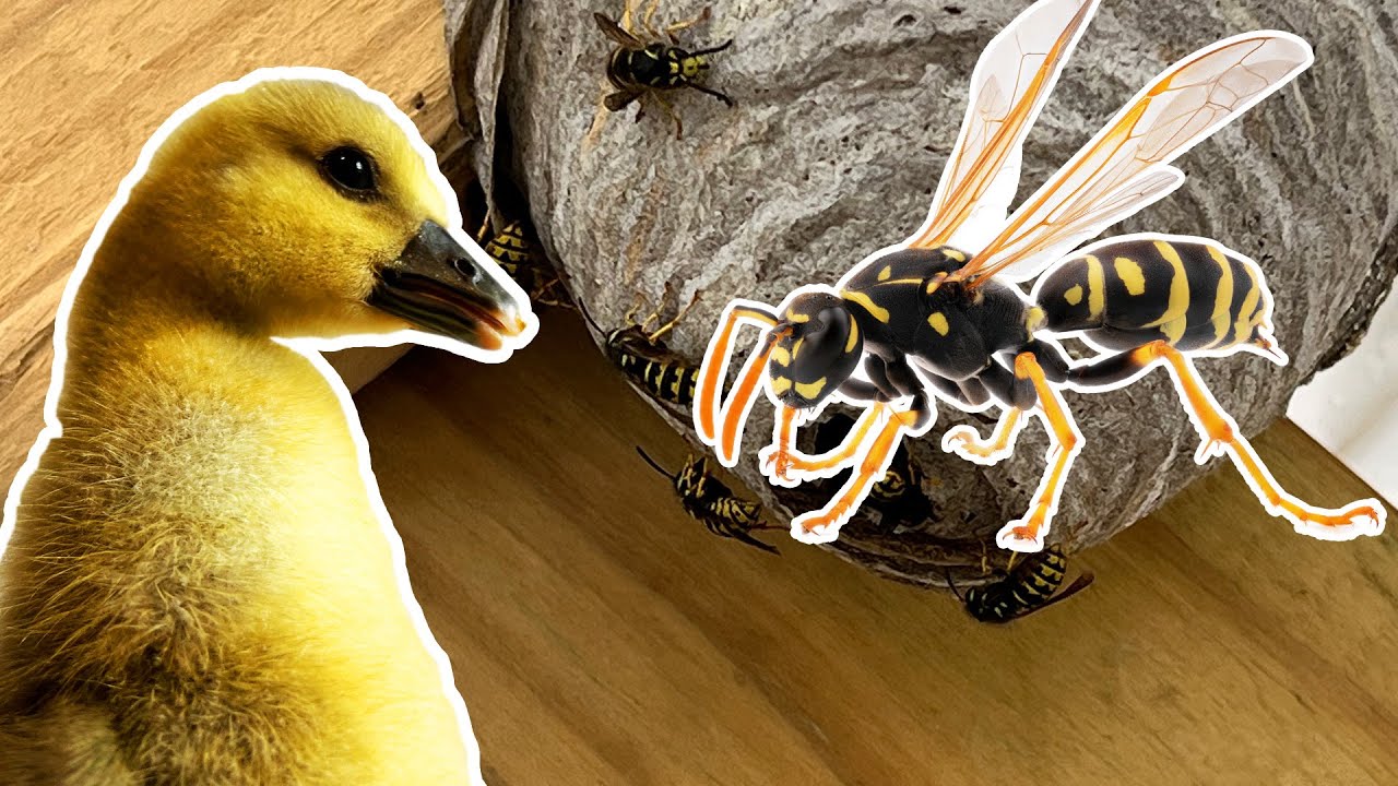 Saving goslings from dangerous yellow jacket attack