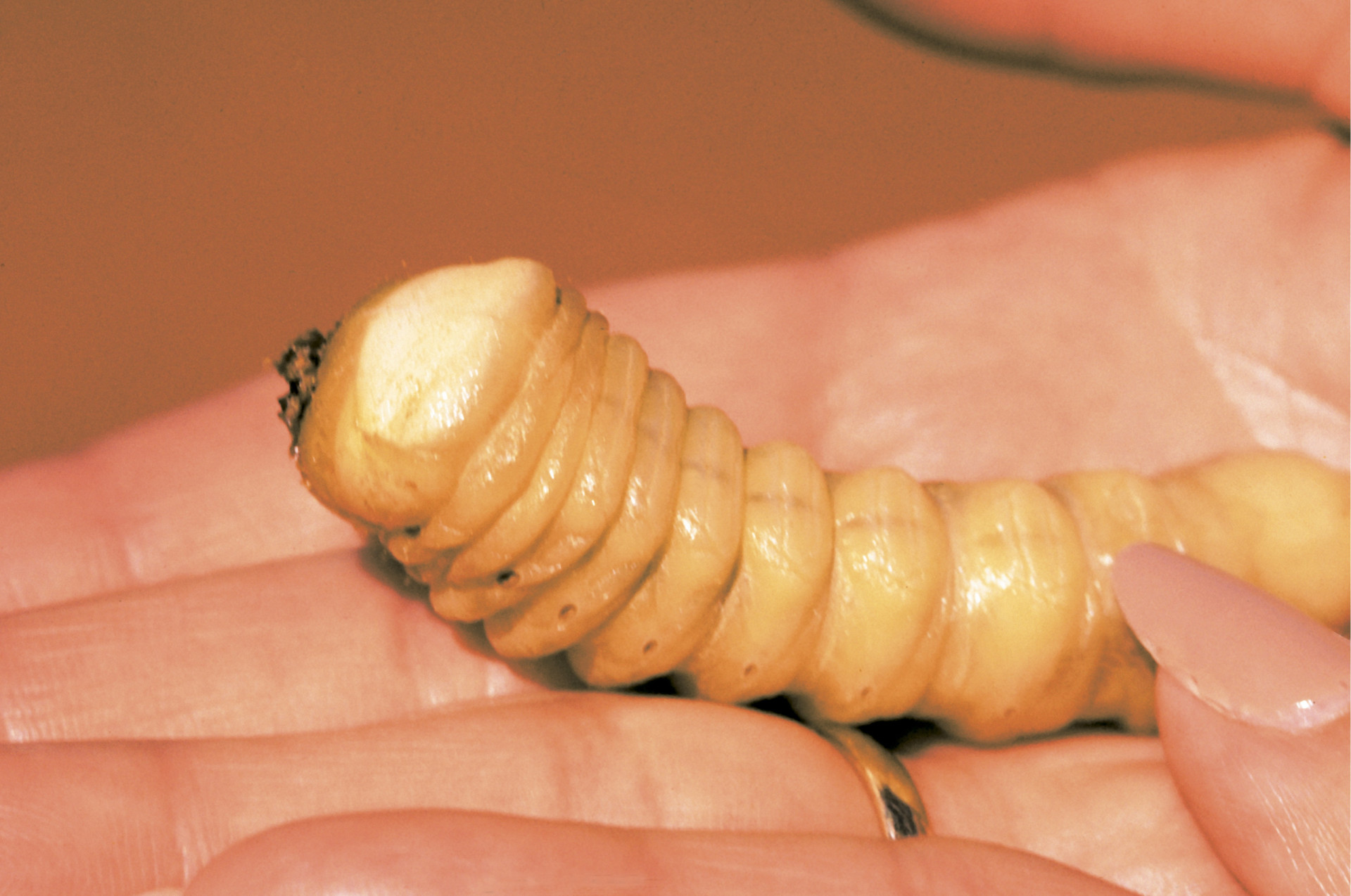 Australian food you simply need to try