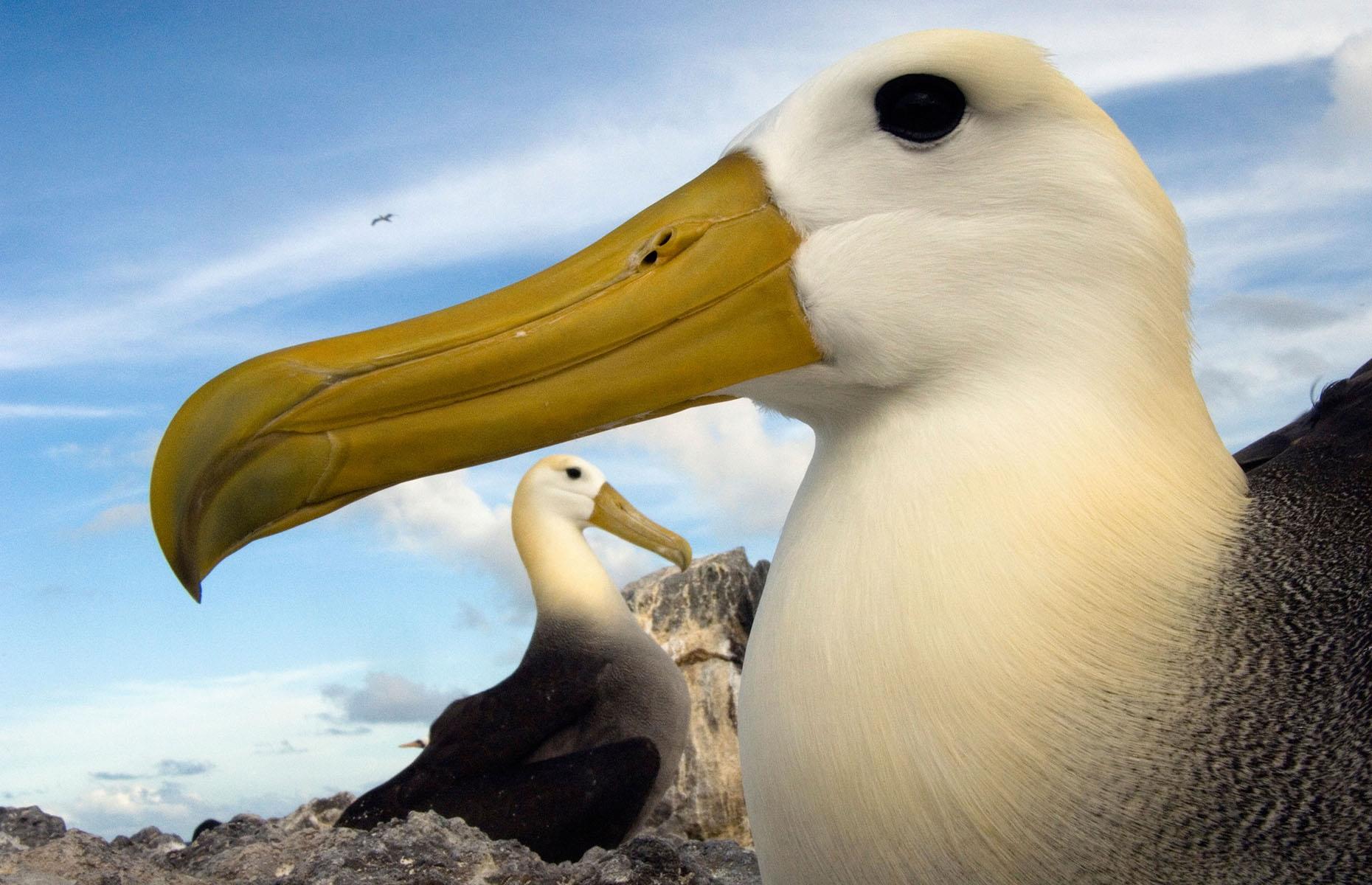 30 Amazing Creatures On The Brink Of Extinction