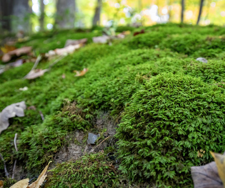 Types of moss – 5 evergreen plants for ground cover, containers and more