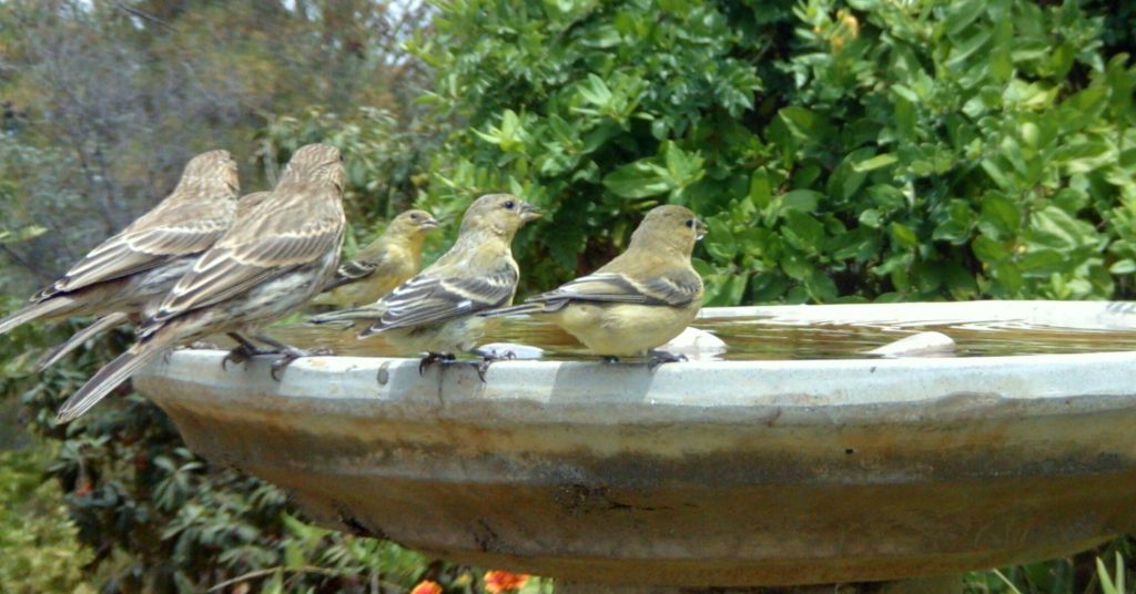 This Bird Eats Hundreds Of Mosquitoes Per Day (How To Attract It)