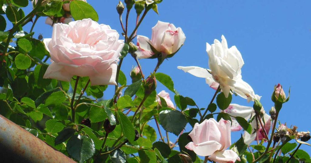 10 Reasons Why You Need To Deadhead Your Rose Bushes