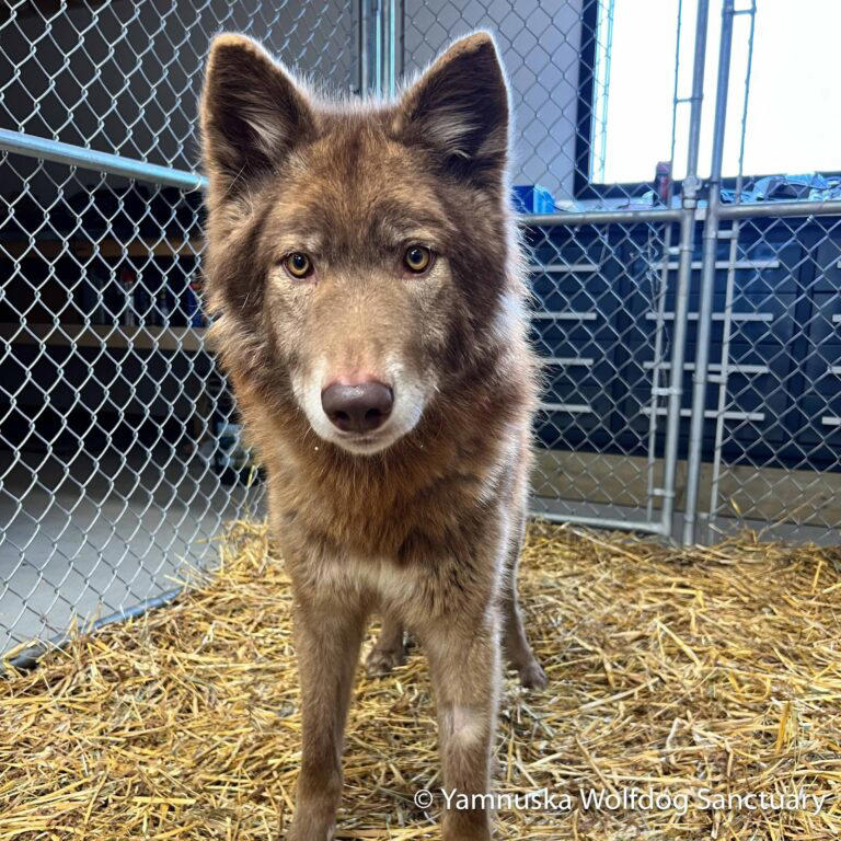 Wolfdog vs. Wolf: How to Tell the Difference Between a Hybrid and the ...