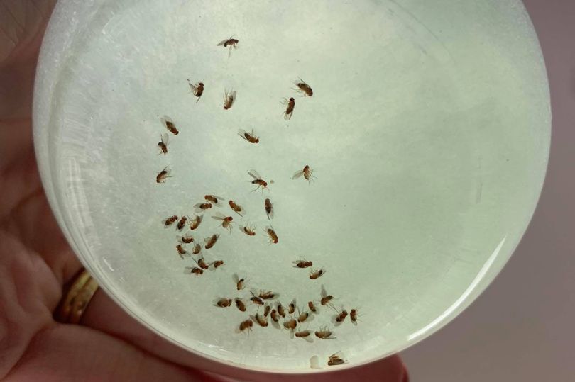 Natural fruit fly trap with just three ingredients that works fast