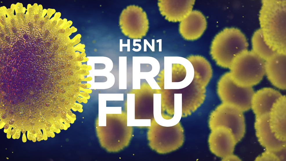 Sixth case of bird flu found in Iowa amidst growing concerns about ... Sixth case of bird flu found in Iowa amidst growing concerns about ...